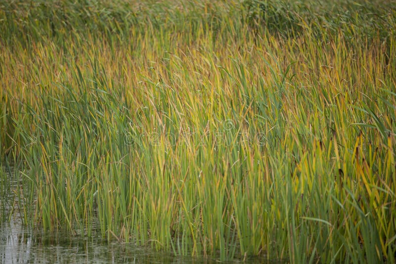 Reeds background stock photo. Image of closeup, clouds - 33319106