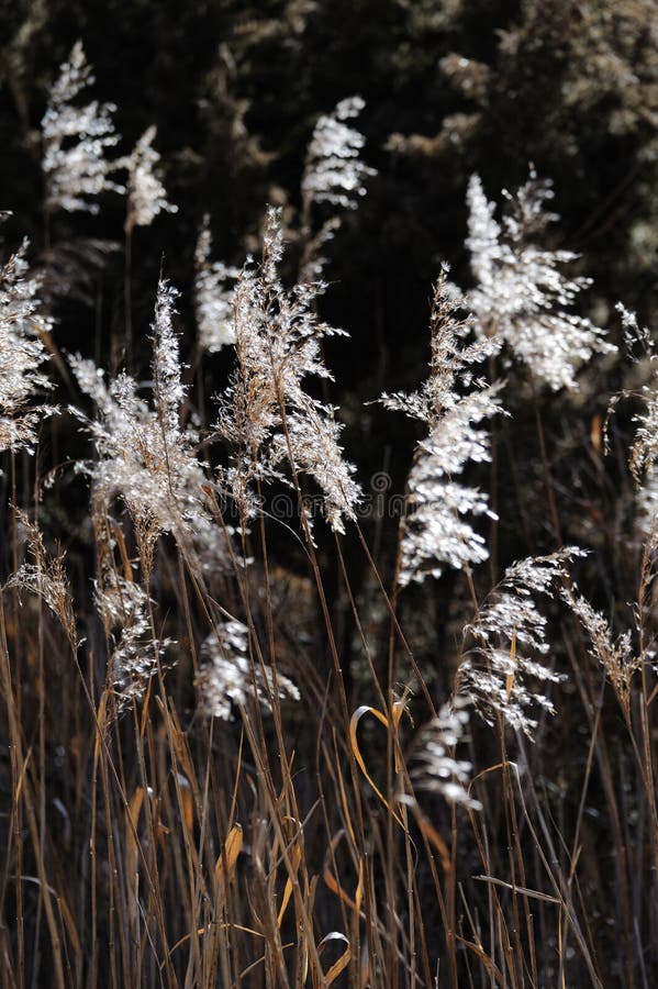 Reeds stock image. Image of brown, bulrush, golden, floral - 29108227