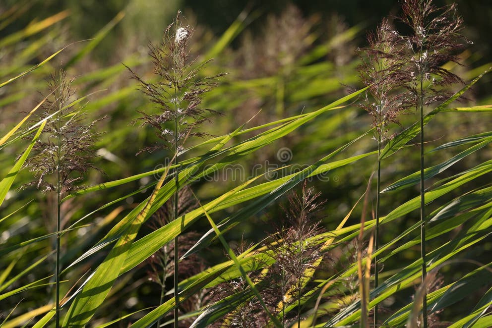 Reeds stock photo. Image of project, landscape, graphics - 347129234