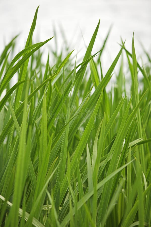 Reeds stock image. Image of blooming, pond, texture, botanical - 3756203