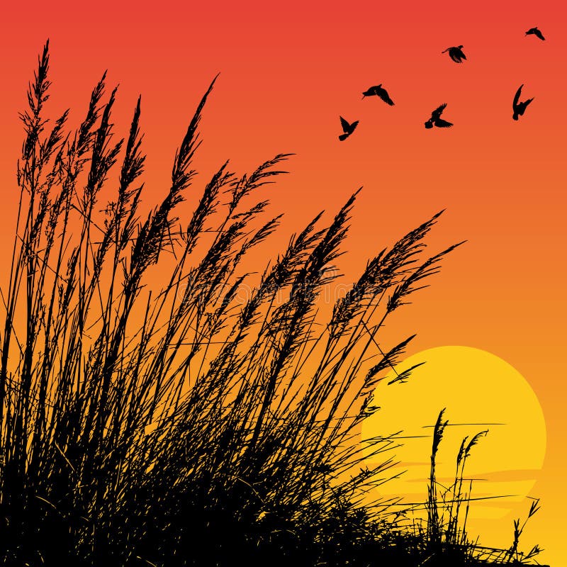 Reeds stock vector. Illustration of grass, rush, sunrise - 9636479