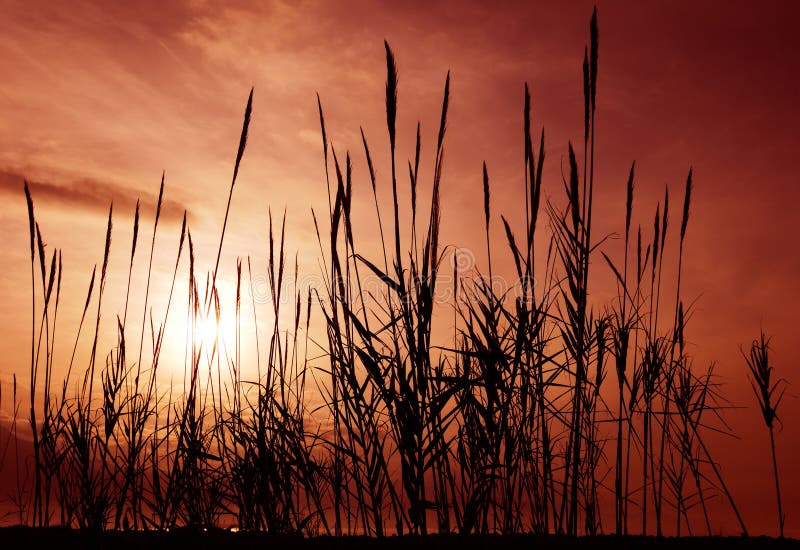 Reeds in the sun stock photo. Image of accumulation, marsh - 2522260