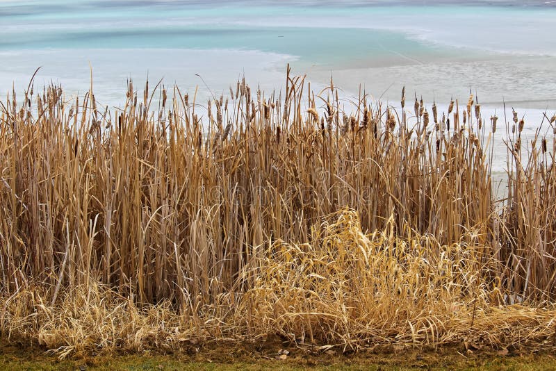 Reeds Along a Pond in Spring Stock Image - Image of brown, bulrush ...