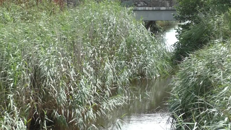 Reeds along a river bank stock video. Video of scene - 75475391