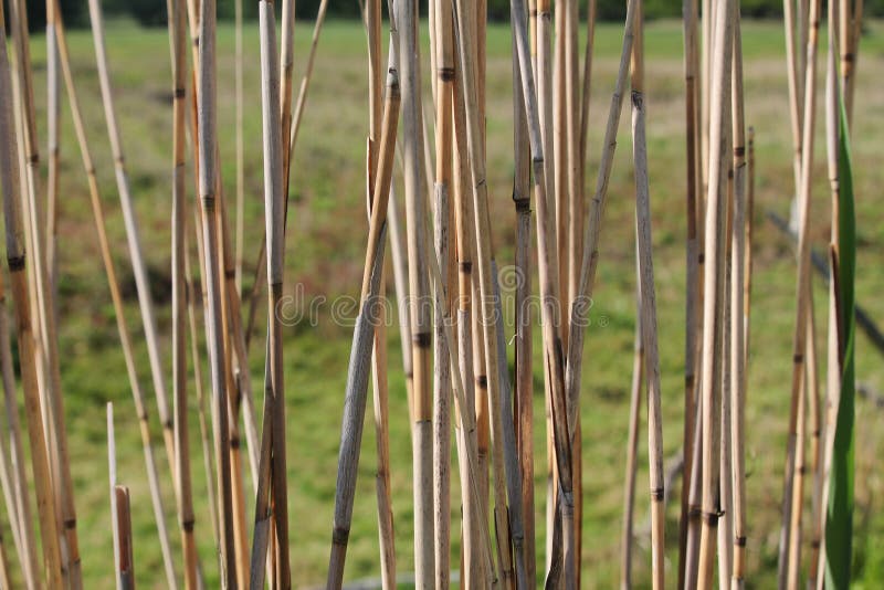 Reeds As a Spring Background Stock Image - Image of background, grass ...
