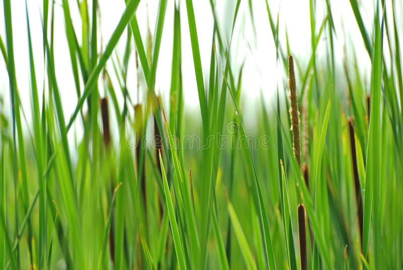Reeds background stock image. Image of background, life - 3495255