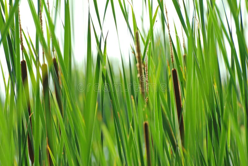 Reeds background stock photo. Image of blue, garden, background - 3506134