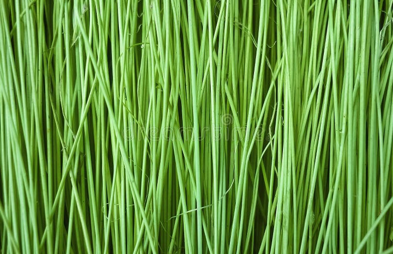 Reeds Background Texture stock photo. Image of quality - 31458266