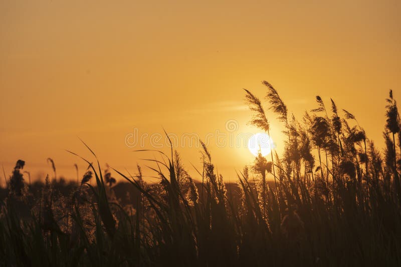 Reeds Backlit at Sunset in Spring Stock Photo - Image of orange ...