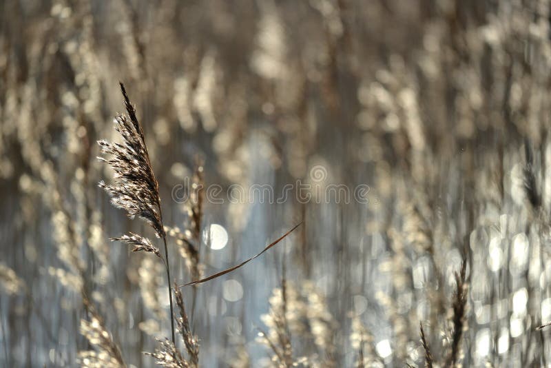 Reeds stock photo. Image of spring, branch, light, winter - 71593450