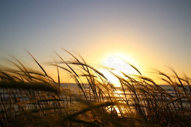 Reeds at the Beach during Sunset Stock Image - Image of meadow, idyllic ...