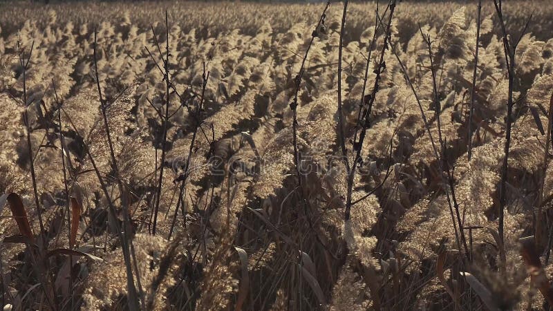 Bending Reeds Sway in Strong Coastal Winds at Dawn, Sunrise Silhouette ...
