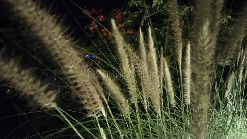 Reeds stock image. Image of female, freshness, caucasian - 266618793