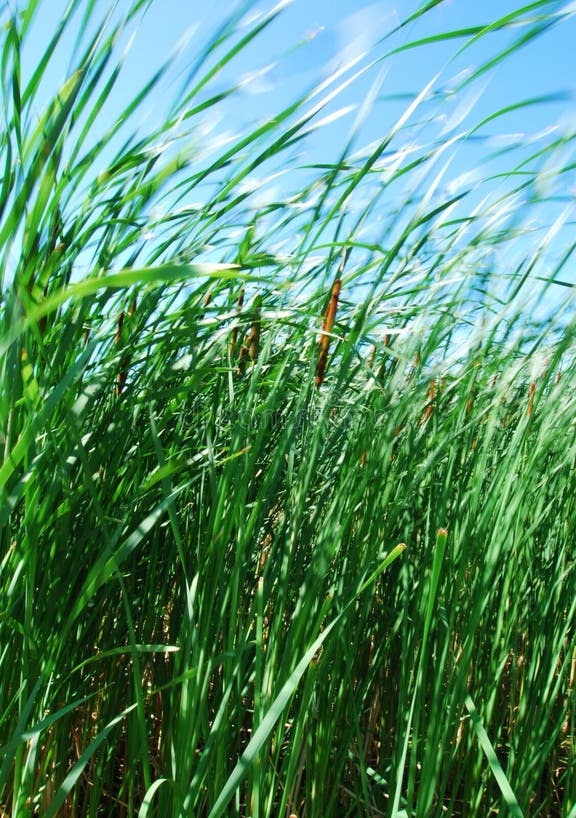 Reeds in the Breeze stock image. Image of reeds, sunny - 10579843