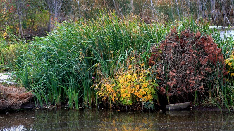 Reeds and Bushes at the Edge of a Pond Stock Photo - Image of nature ...