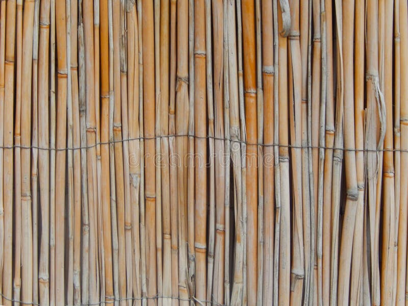 Reeds and cane stock image. Image of landscape, autumn - 30843423