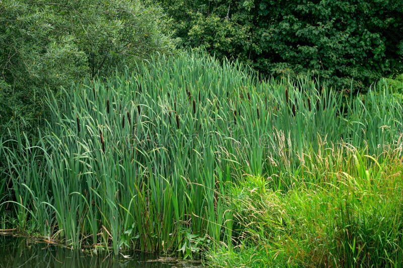 Reeds in the City Pond Murmur from the Water. Stock Photo - Image of ...