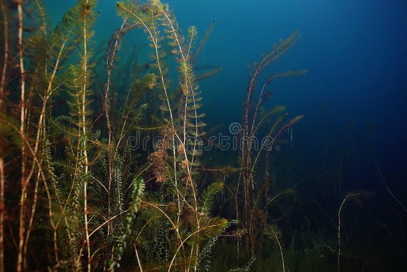 366 Reeds Underwater Stock Photos - Free & Royalty-Free Stock Photos ...