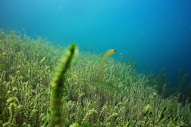 366 Reeds Underwater Stock Photos - Free & Royalty-Free Stock Photos ...