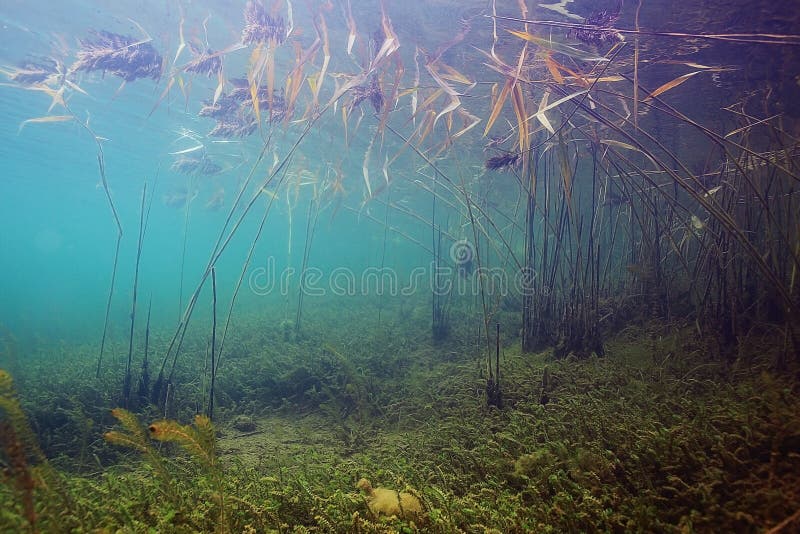 366 Reeds Underwater Stock Photos - Free & Royalty-Free Stock Photos ...
