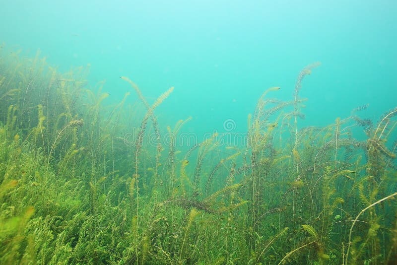 366 Reeds Underwater Stock Photos - Free & Royalty-Free Stock Photos ...