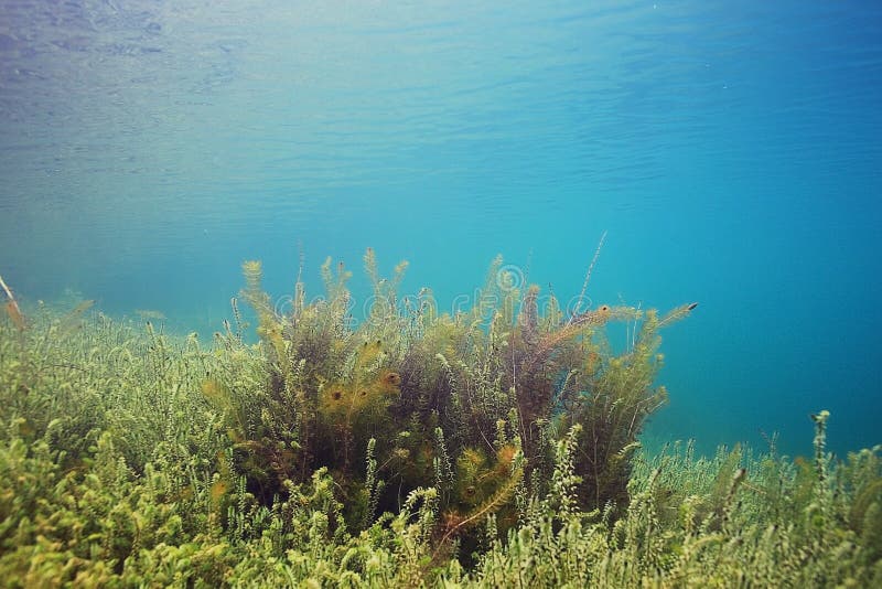 Reeds in clear water stock image. Image of fishing, lake - 66289113