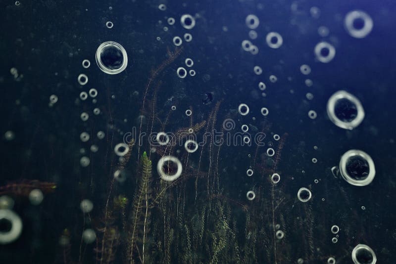 315 Underwater Reeds Photos - Free & Royalty-Free Stock Photos from ...