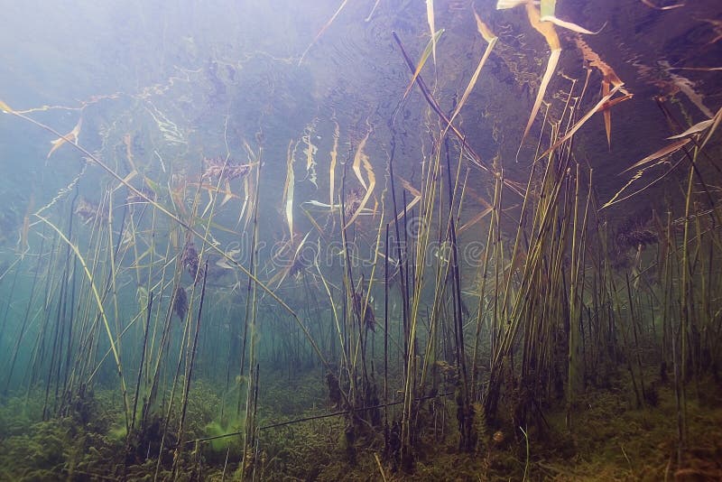 364 Reeds Underwater Stock Photos - Free & Royalty-Free Stock Photos ...