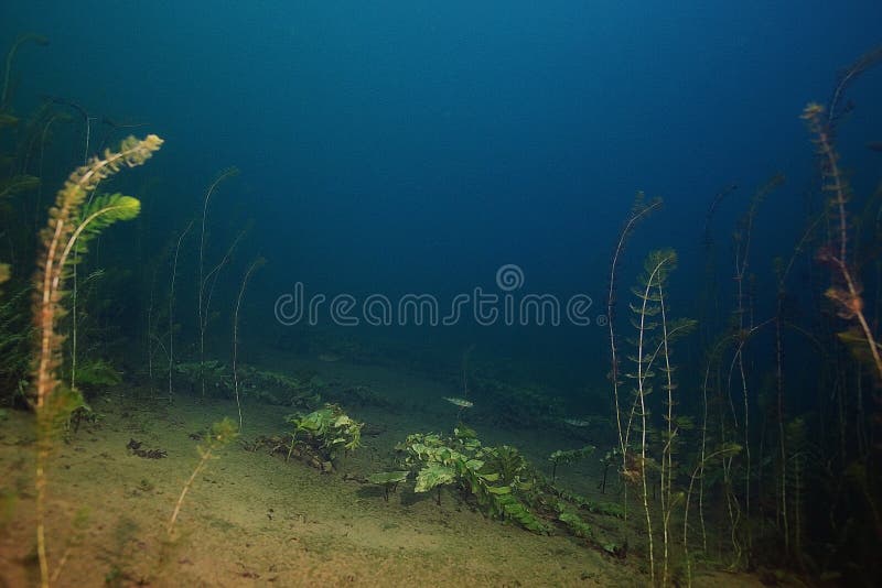 315 Underwater Reeds Photos - Free & Royalty-Free Stock Photos from ...