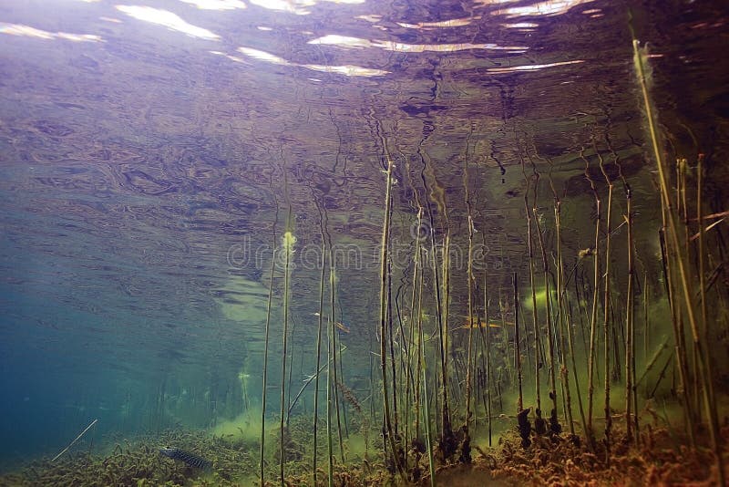315 Underwater Reeds Photos - Free & Royalty-Free Stock Photos from ...
