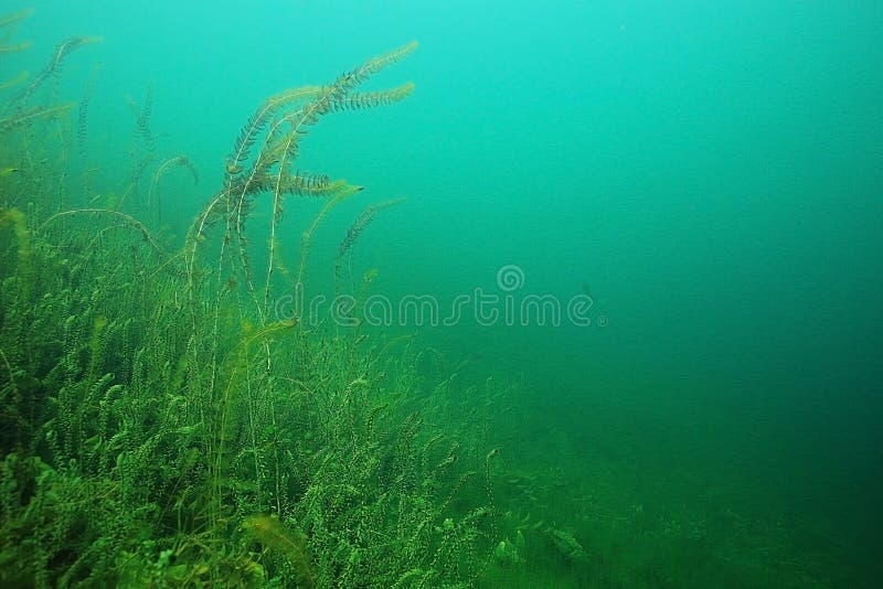 315 Underwater Reeds Photos - Free & Royalty-Free Stock Photos from ...