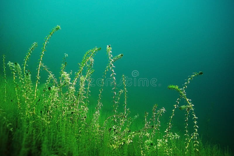 315 Underwater Reeds Photos - Free & Royalty-Free Stock Photos from ...