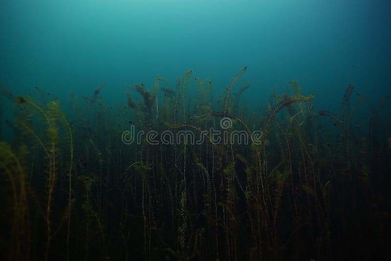 366 Reeds Underwater Stock Photos - Free & Royalty-Free Stock Photos ...