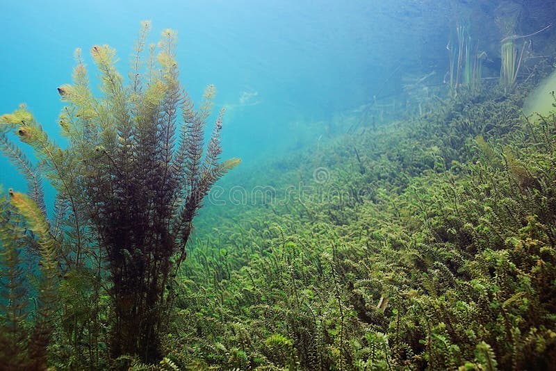 315 Underwater Reeds Photos - Free & Royalty-Free Stock Photos from ...
