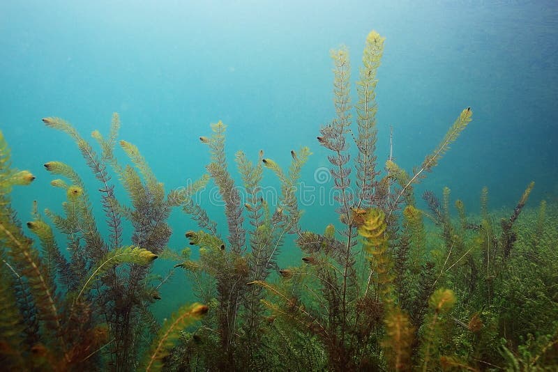 315 Underwater Reeds Photos - Free & Royalty-Free Stock Photos from ...