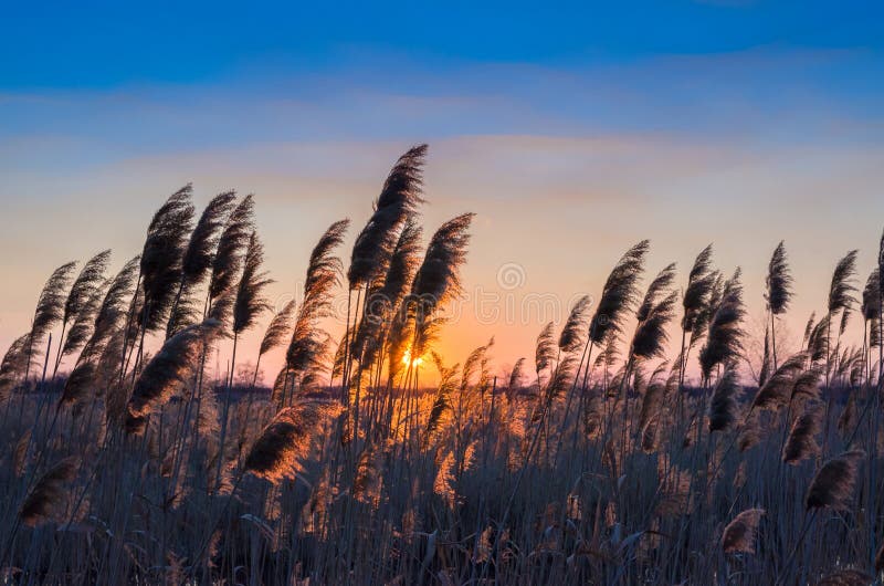 Red sunset in the reeds stock photo. Image of dawn, background - 109481178