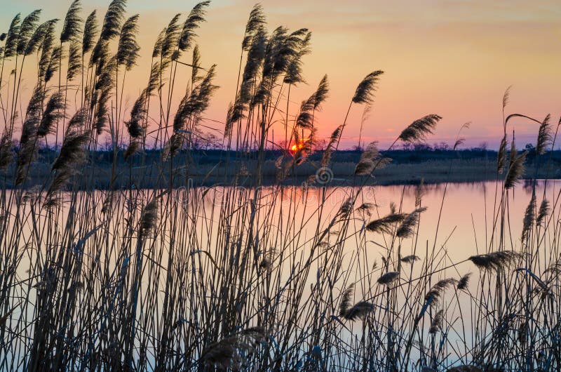 Reeds Close-up on a Background of Golden Sunset. Stock Image - Image of ...
