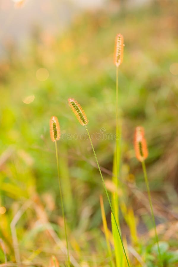 Reeds stock image. Image of nature, spring, backlight - 36455603