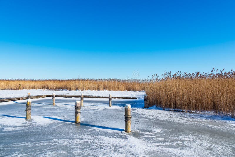 Reeds and Dolphins on the Bodden Coast in Althagen, Germany Stock Image ...
