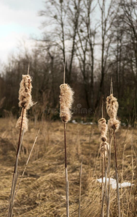 Reeds stock photo. Image of stem, brown, leaf, water - 216498800
