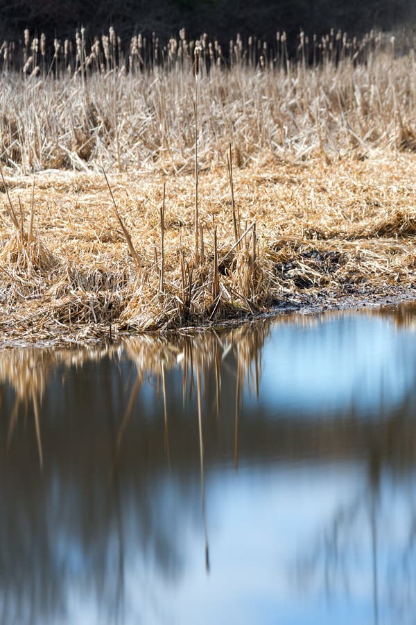 Reeds on the Edge of a Marsh Reflecting in Smooth Glassy Water, Stock ...