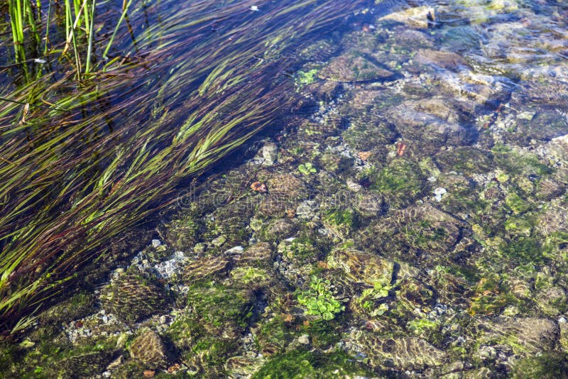 The Reeds at the Edge of the River Stock Photo - Image of grass, canal ...