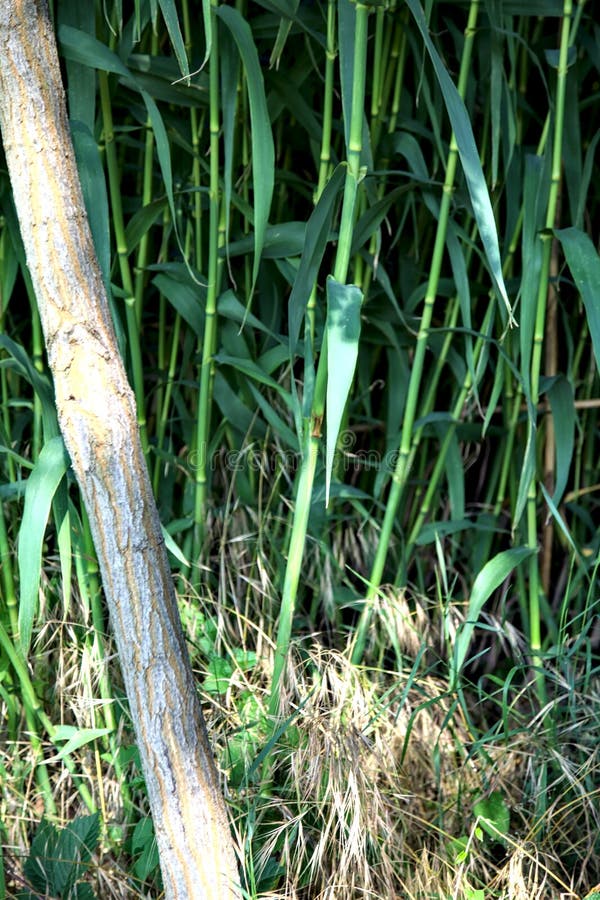 Reeds by the Edge of a Road Seen Up Close Stock Image - Image of ...