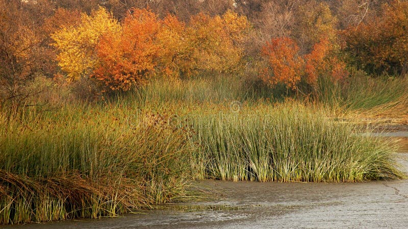 Reeds and fall color stock photo. Image of natural, stream - 1670320