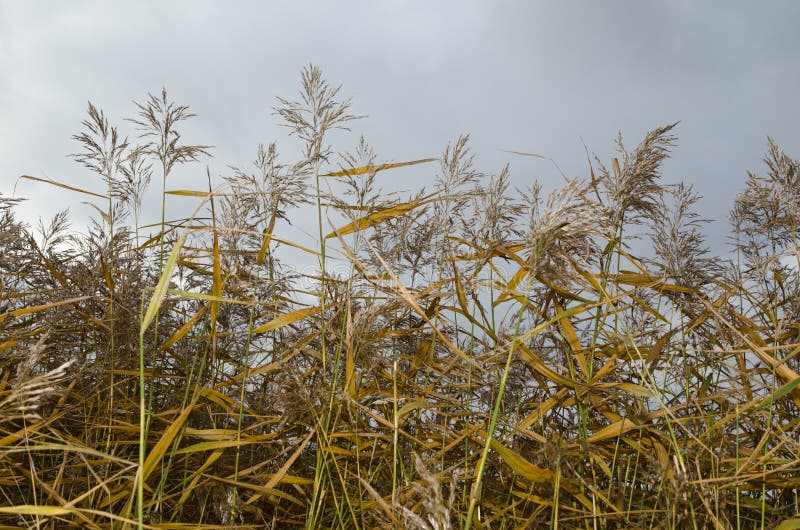 Reeds in fall colors stock photo. Image of stalk, plant - 61275144