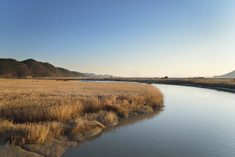 Sunset of Reeds Field in Suncheon Bay Stock Photo - Image of swamp ...