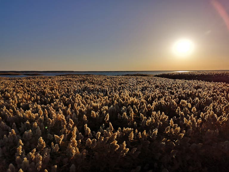 Reeds field stock image. Image of blow, brightness, brown - 129548183