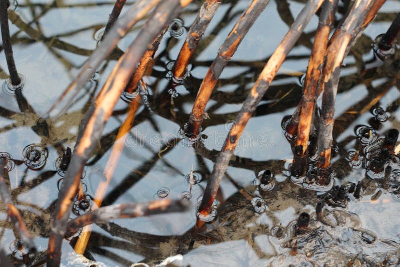Reeds after a Fire in the Water Stock Photo - Image of plant ...