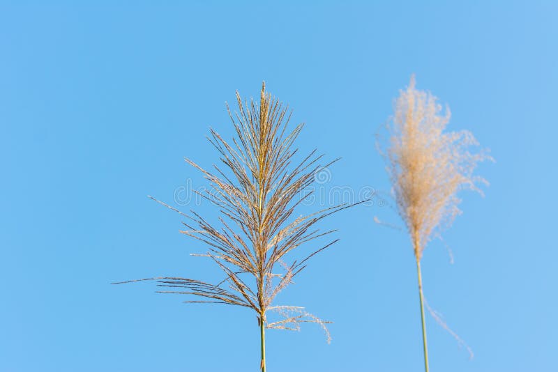 Reeds Flower in the Wind Green Leaf Natural Stock Photo - Image of ...