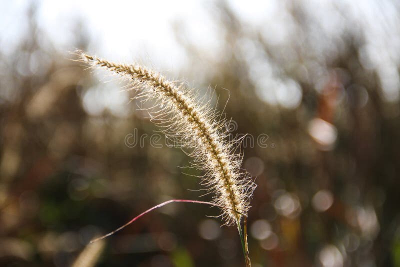 Reeds Flower in the Wind Green Leaf Natural Stock Photo - Image of ...